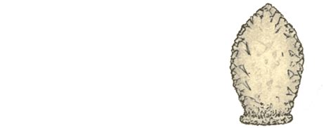 Difflugia Amphoralis Microworld