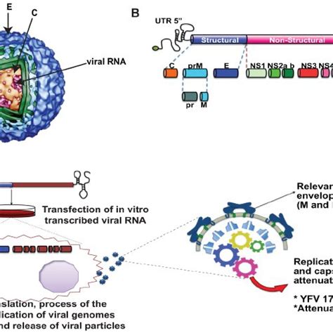 Dengue Virus Structure A Dv Virions Are Enveloped Containing Three