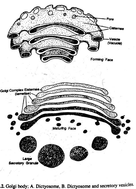 Plant Cell Golgi Body Plant Cell Golgi Body