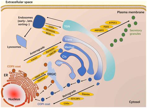 Golgi Apparatus And Alzheimers Disease Pregnant Center Informations