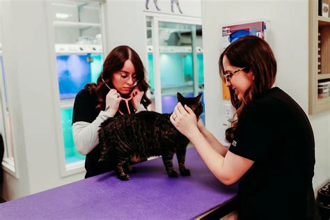 Top Veterinary Surgical And Dental Care Indianapolis