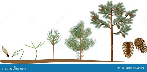 Pine Tree Growth Factor Chart At Zara Morrill Blog