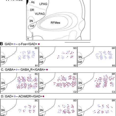 C Fos In Rfmes Gabaergic Neurons Across Groups Fluorescent Microscopic