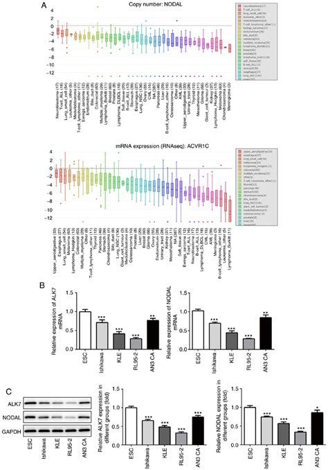 Nodal And Alk7 Expression Levels Are Decreased In Ec Cell Lines A