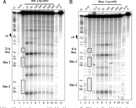 Methanothermococcus Thermolithotrophicus Semantic Scholar