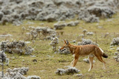 Ethiopian Wolf Canis Simensis Also Know As Abyssinian Wolf Simien Wolf Simien Jackal