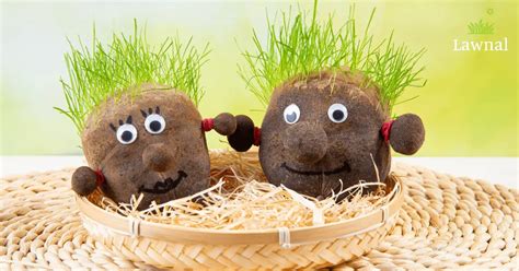 Should You Rake Dead Grass Before Seeding Lawnal