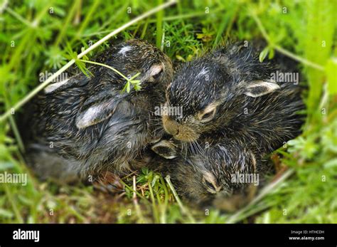 Newborn Wild Rabbits