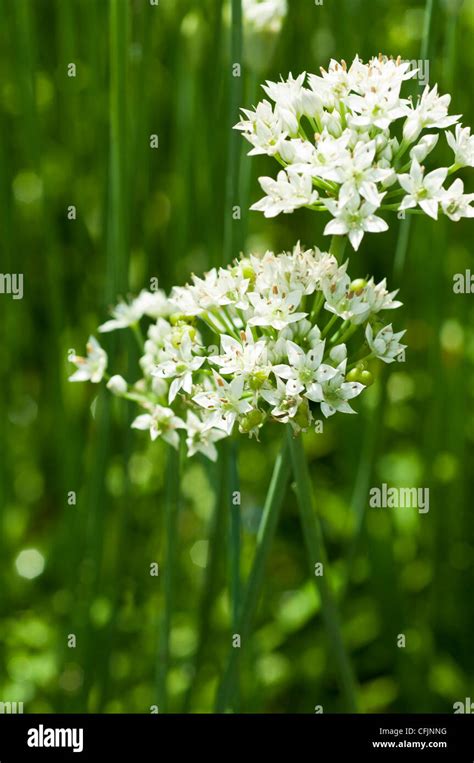 White Flowers Of Garlic Chives Allium Tuberosum Amaryllidaceae Stock