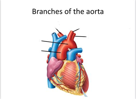 Branches Aorta Diagram Quizlet Branches Aorta Diagram Quizlet