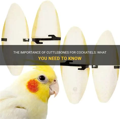 The Importance Of Cuttlebones For Cockatiels What You Need To Know