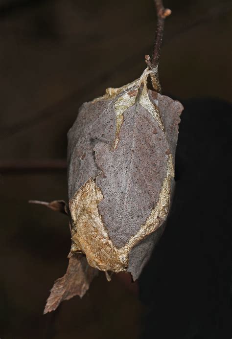 Polyphemus Moth Cocoon Antharaea Polyphemus Mason Neck Flickr