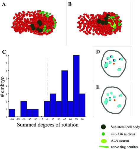 Correcting Internal Embryo Rotations Internal Coordinate Systems Are