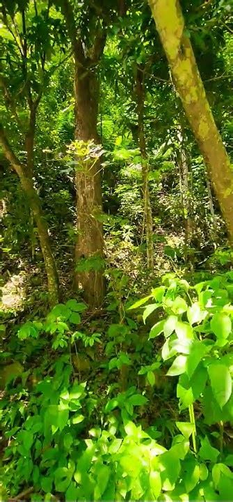 Maleficient Returns Movie Island River Farm Woods Green Youtube Breeze Air Earth