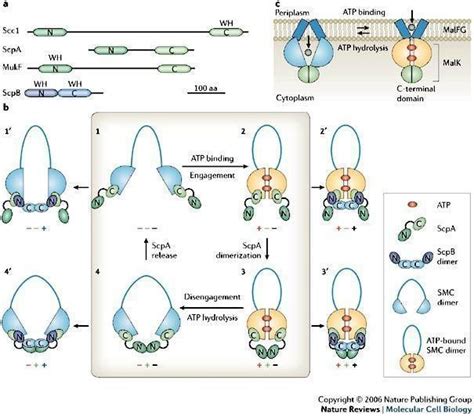 Smc Protein Alchetron The Free Social Encyclopedia
