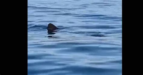 Kod Istre Snimljena Posebna Vrsta Morskog Psa