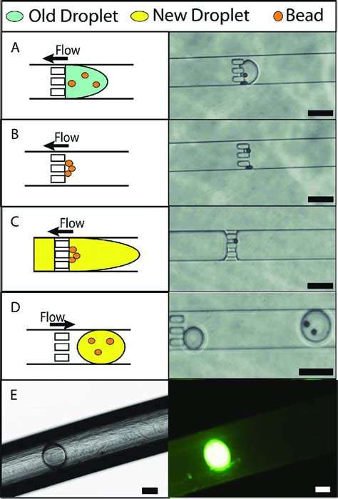 Bead Separation Schematic Images And Validation Of Droplet Download Scientific Diagram