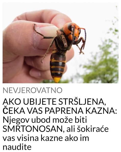 Ako Vas Ubode StrŠljen Evo šta Prvo Da Uradite Kako Biste Izbjegli Alergijske Reakcije I