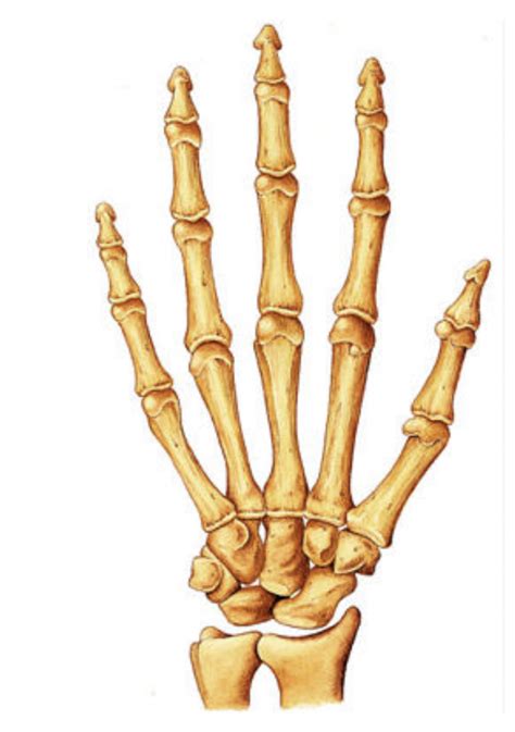 Metacarpals And Phalanges Diagram Quizlet