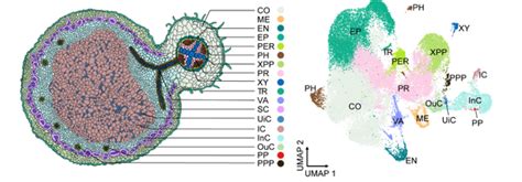 大豆根及根瘤单细胞转录图谱的构建解析了大豆固氮机制与根瘤发育过程 知乎