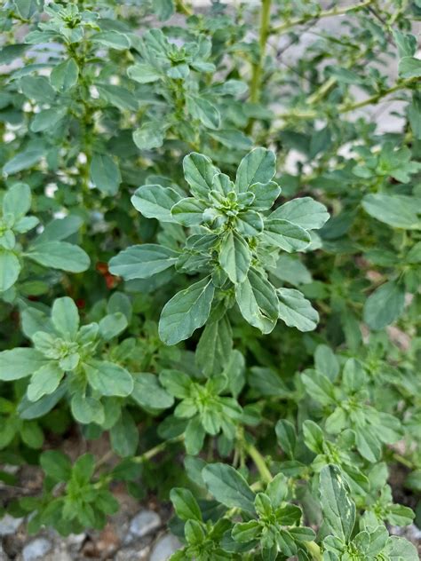 Is This Amaranthus Blitoides R Plant