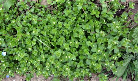 How To Get Rid Of Chickweed Naturally