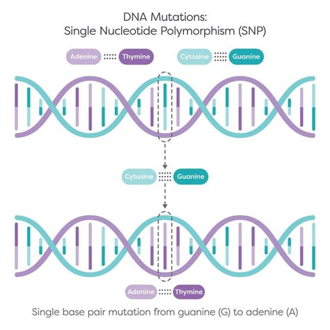 Single Nucleotide Polymorphism Snps Dna Mutation Diagram 57365001 Vector Art At Vecteezy
