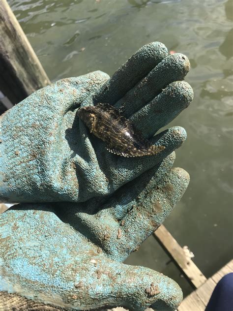 Oyster Toadfish Teeth