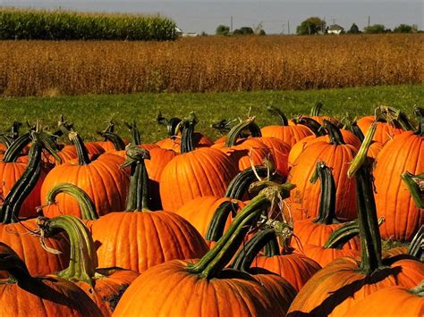 50 Seeds Connecticut Field Pumpkin Bigtom Orange Yankee Cucurbita Pepo