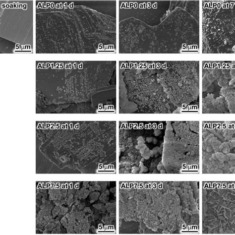 Sem Photographs Of Capp Samples Before And After Soaking In Sbf