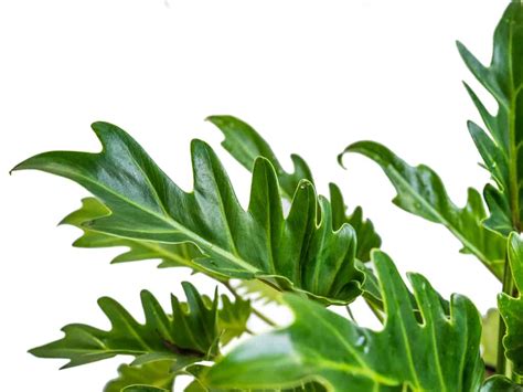 Lacy Tree Philodendron Care