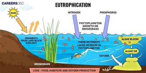 Eutrophication Definition Process Effects And Neet Notes