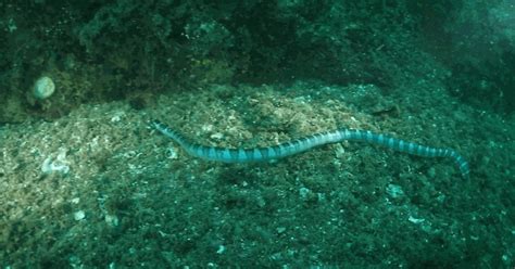 [영상] 열대 생물 맞아…넓은띠 큰바다뱀 여수서 첫 발견