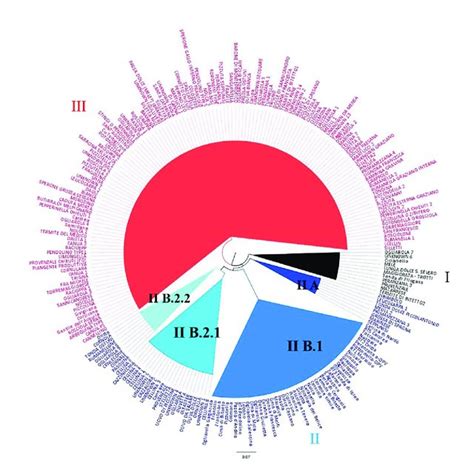dendrogram generated by neighbor joining clustering method