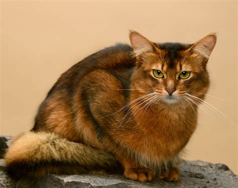 Long Eared Cat