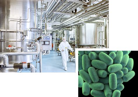 Nucel® Application Of Fermentation In Food Industry Procelys By Lesaffre