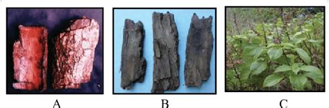 A Butea Monosperma Stem Bark B Bauhinia Variegata Stem Bark C O
