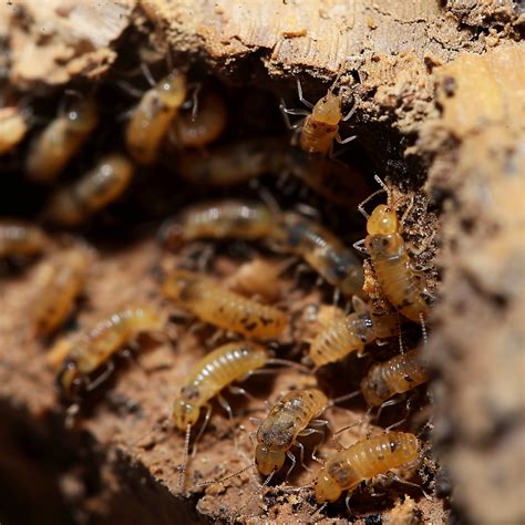 Termites Pest Control Box Head Expert Pest Control For Pest Free Living