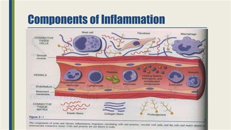 Inflammation And Healingpptx