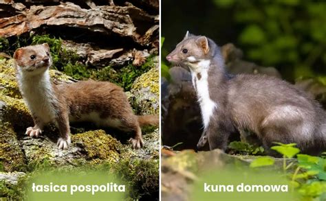 Kuna A łasica Co Warto Wiedzieć O Tych Ssakach Kuna A Łasica