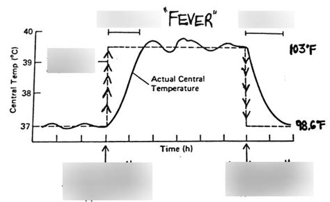 Diagram Of Fever Graph Quizlet