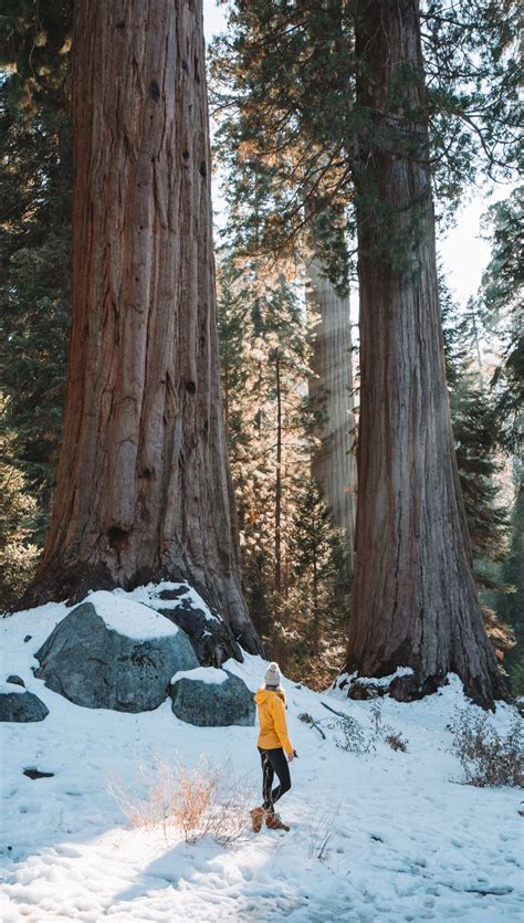 Guide To Visiting Sequoia National Park In The Winter Artofit