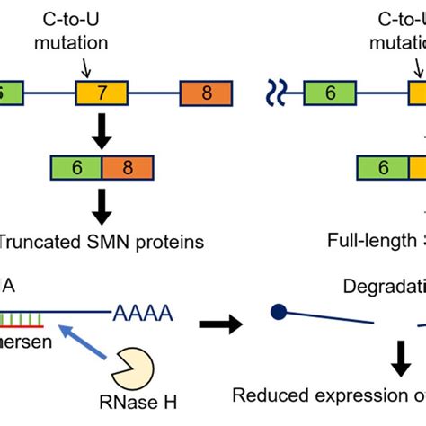 PDF Long Noncoding RNAs Involved In The Endocrine Therapy Resistance Of Breast Cancer