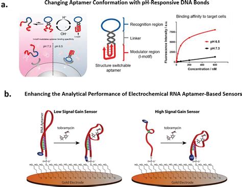 A Perspective On The Future Role Of Aptamers In Analytical Chemistry Pmc