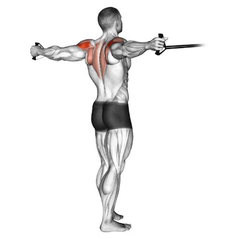 Dumbbell Reverse Fly Guide Muscles Worked Tips Athlemove