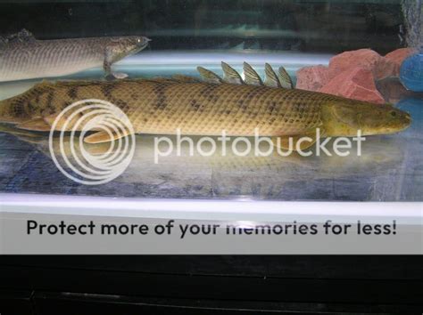 Polypterus Congicus Photo Thread Page 8