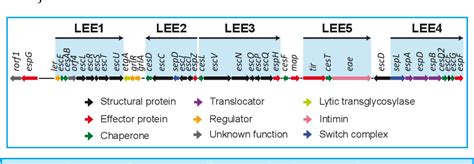 Figure 4 From Generation Of Enteropathogenic E Coli Strains Lacking
