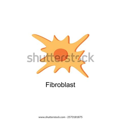 Fibroblast Cell Dermis Connective Tissue Cell Vector De Stock Libre
