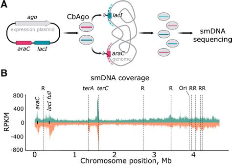 Targeting Of Plasmid And Chromosomal Dna By Cbago During Dna Download Scientific Diagram