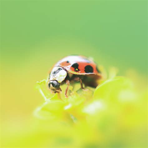 Ladybug Rmacroporn